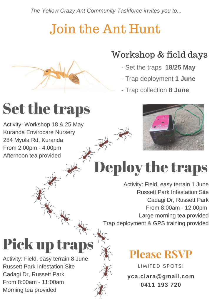 Crazy Ant Hunt - Mareeba Shire Council