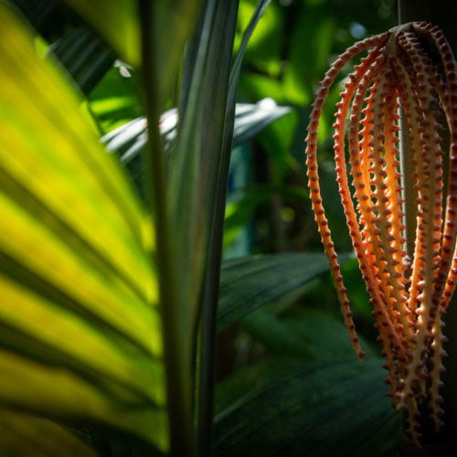 Kuranda Hero Images - Mareeba Shire Council